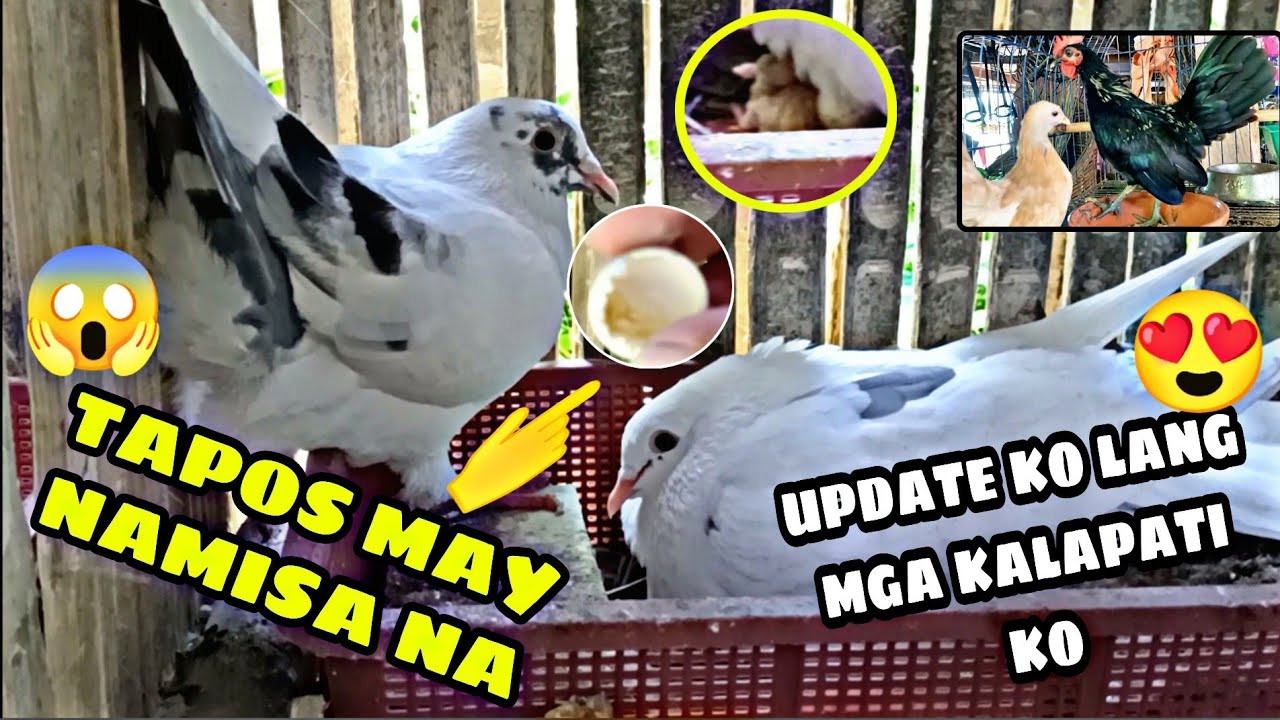 UPDATE SA KALAPATI KO TAPOS BILANG MAY NAMISANG KALAPATI KO..😱😱😍 - YouTube