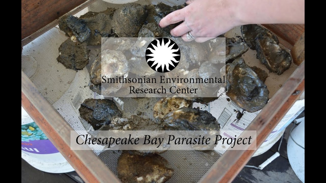 Chesapeake Bay Parasite Project--2017 Citizen Science Newsletter - YouTube