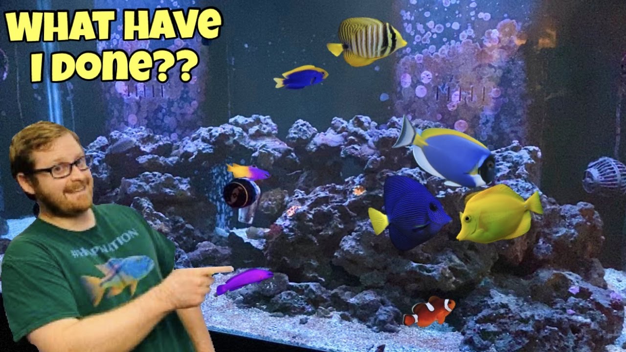 WHAT NOW After the Major Disaster In My Saltwater Reef Fish Tank ...