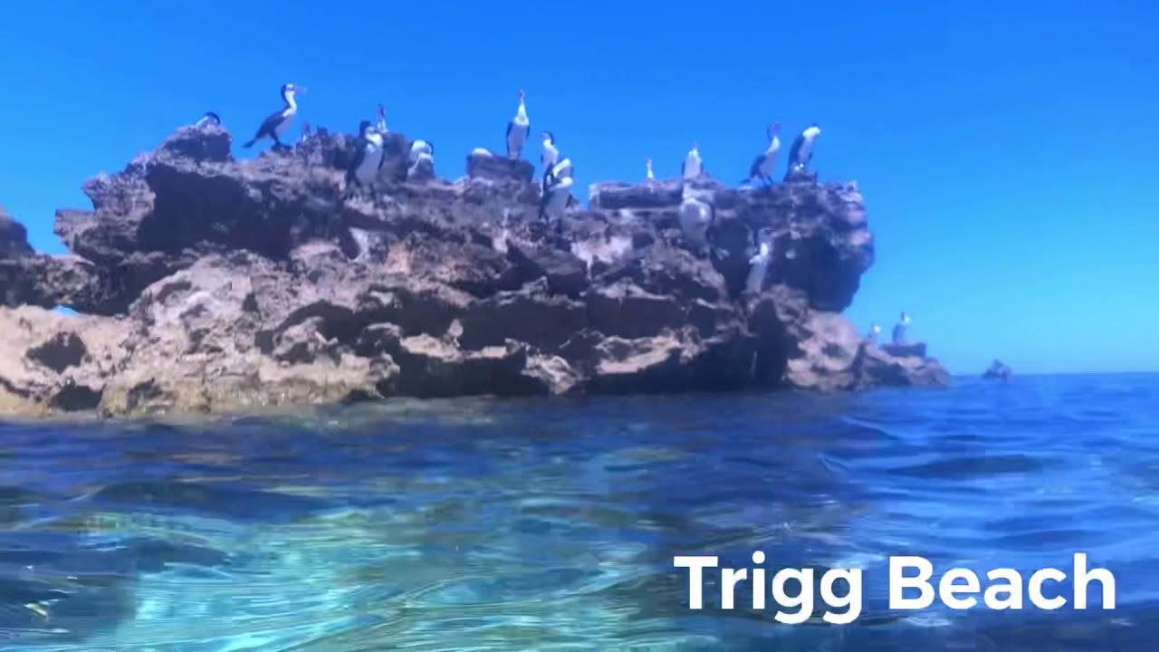 Snorkelling Trigg Beach, Perth Western Australia - YouTube