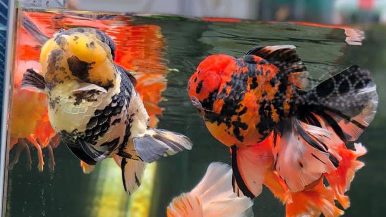 Beautiful goldfish in farm - YouTube