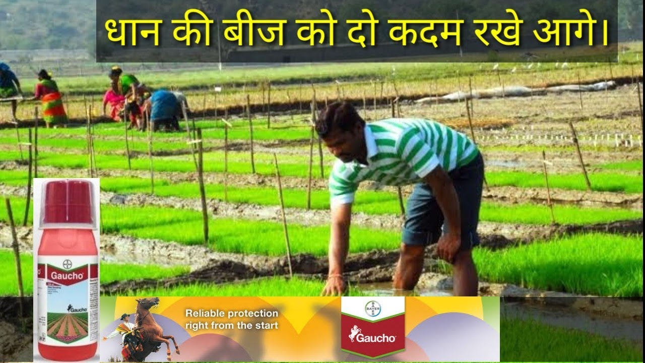 #Bayer #Gaucho Gaucho seed tritment - YouTube