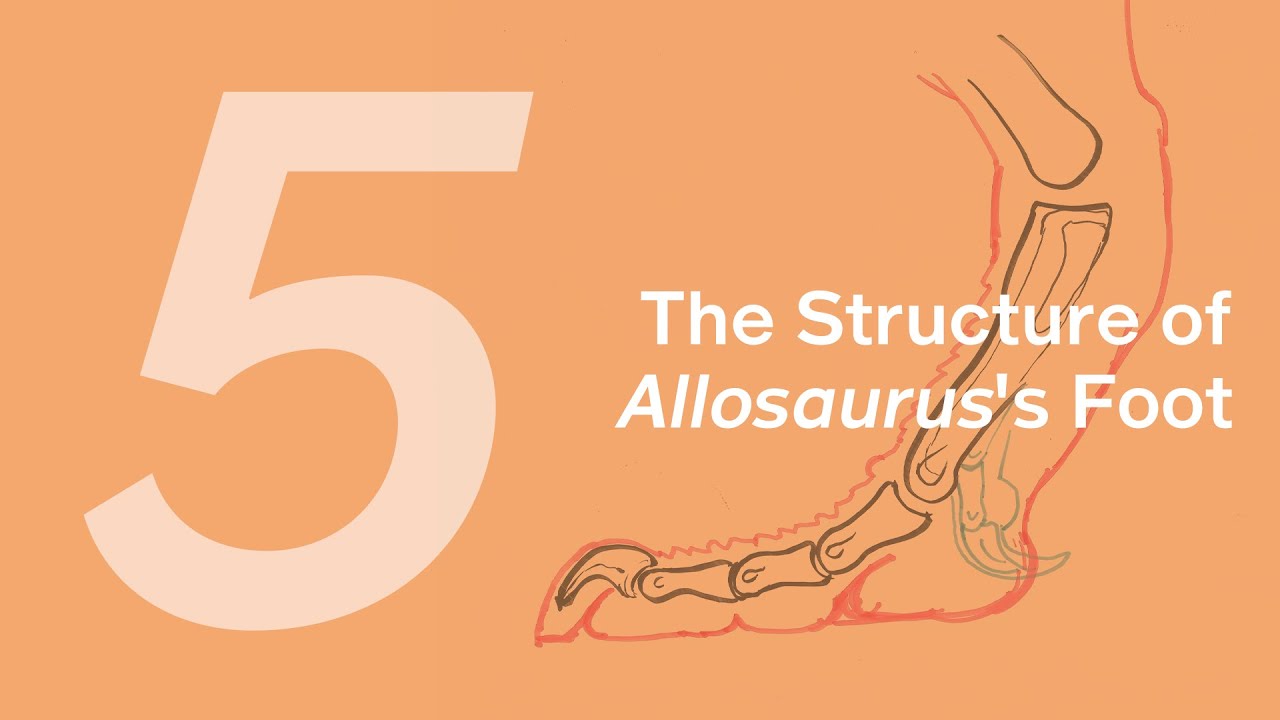 Paul the Allosaurus 5: The Foot Structure | Learn to Draw Dinosaurs ...