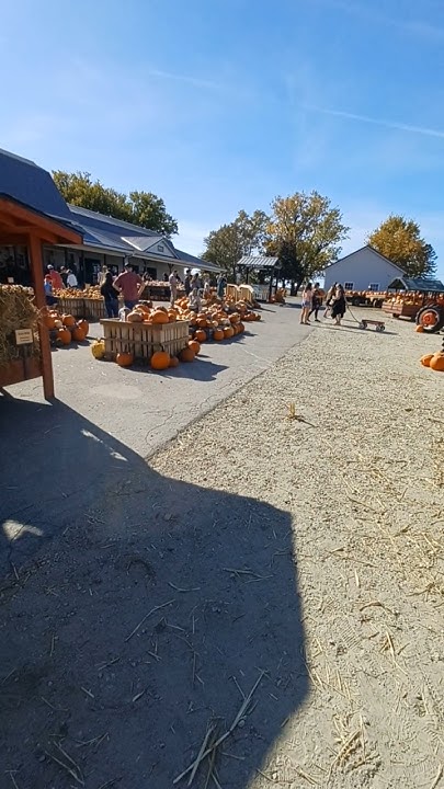 Pumpkin patch time!!! #pumpkin #pumpkinpatch #fall #farm - YouTube