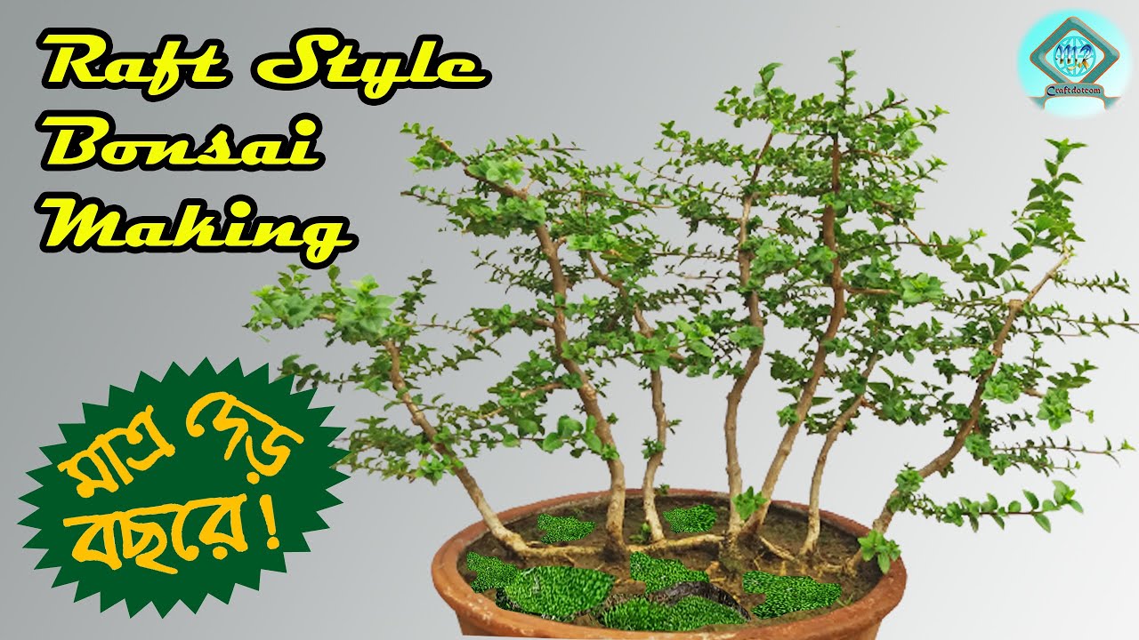 How to Make Raft Style Bonsai | ভেলা বনসাই | Creating a Raft Bonsai ...