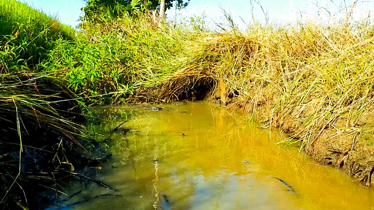 Removal Grass In The Canal For Drainage Water - Beaver Dam Removal ...