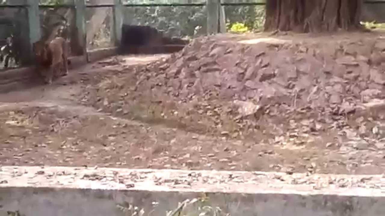 Lion Movement In Zoo Video Clips - YouTube