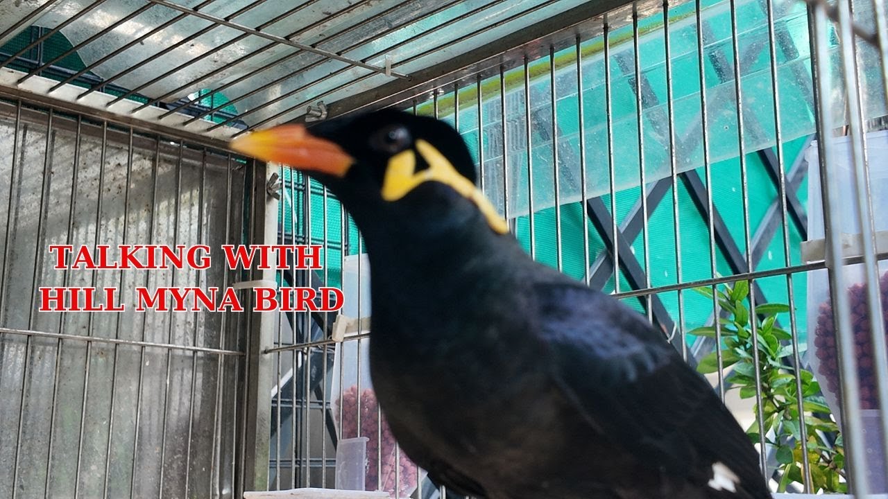 60 minutes Amazing talking with Hill Myna Bird with sound and talking ...
