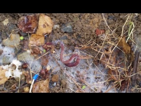 How to catch worms in your backyard - YouTube