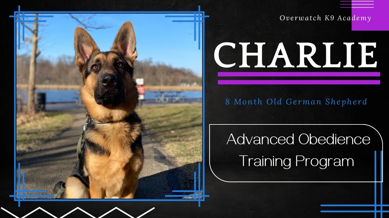 Charlie | 8 Month Old German Shepherd | Advanced Obedience Training Program | Overwatch K9 ...