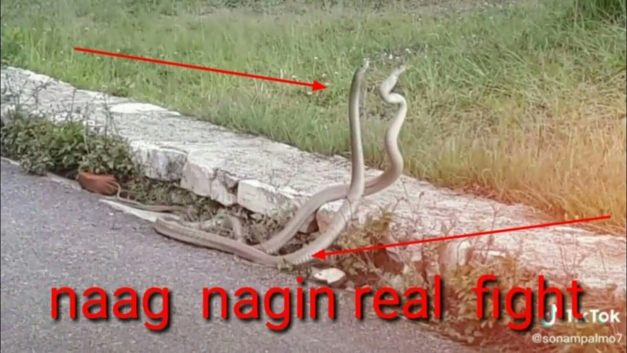 naag nagin real fight - YouTube