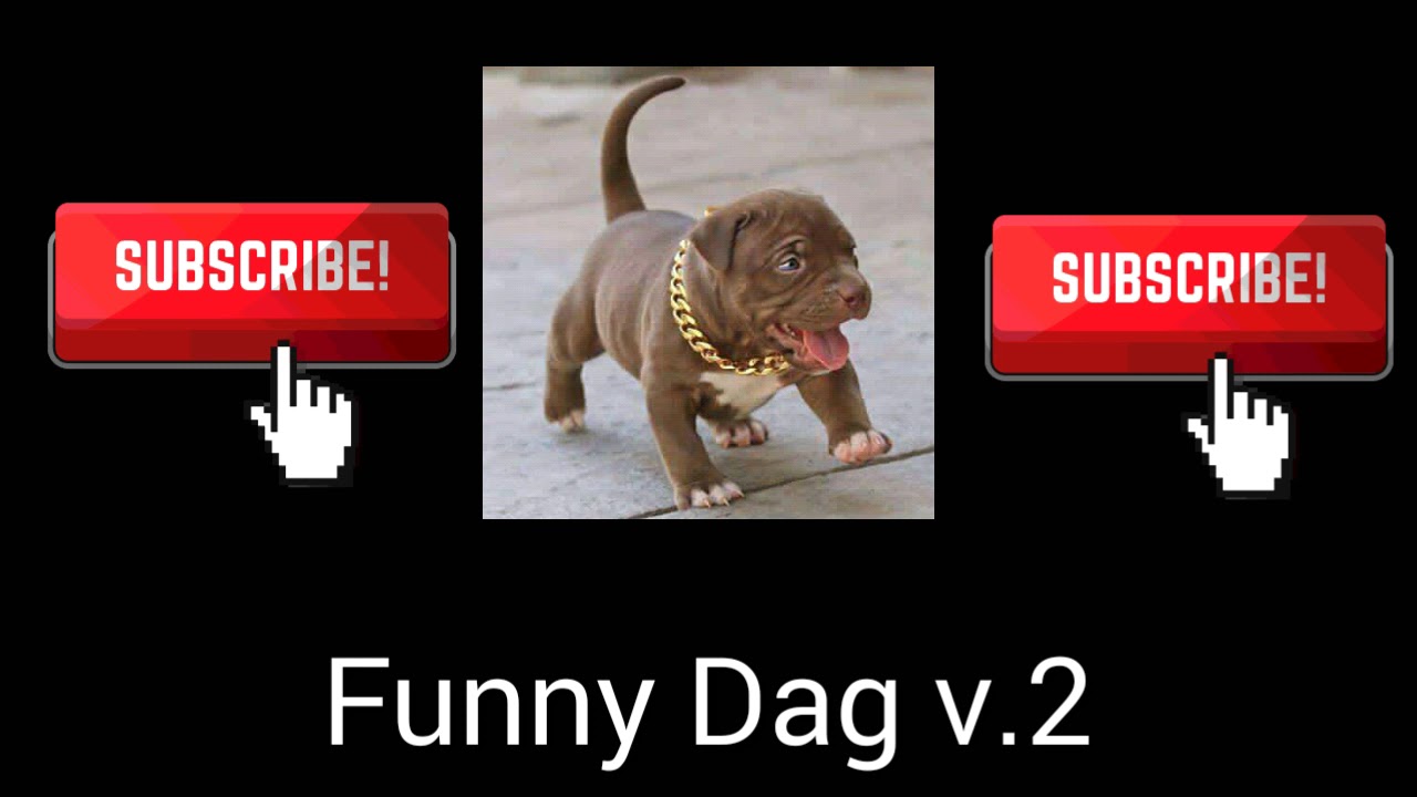 Funny Dog Injection videos - Dog Injection Funny Compilation - YouTube