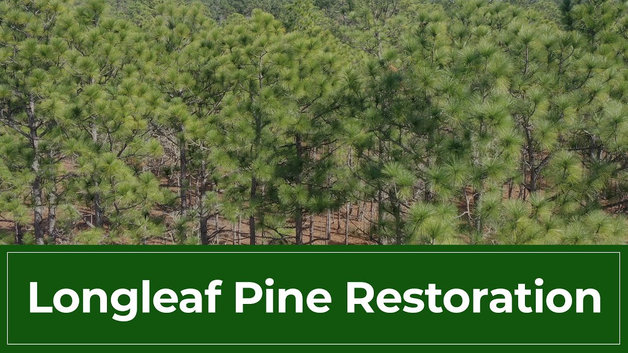 Longleaf Pine Restoration Update - YouTube