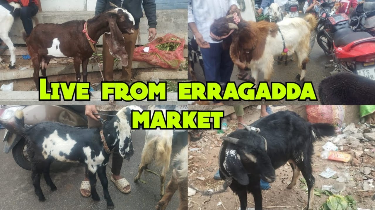 Erragadda Sunday market | Sunday Bazar | Saste Bakriya| Hyderabad - YouTube