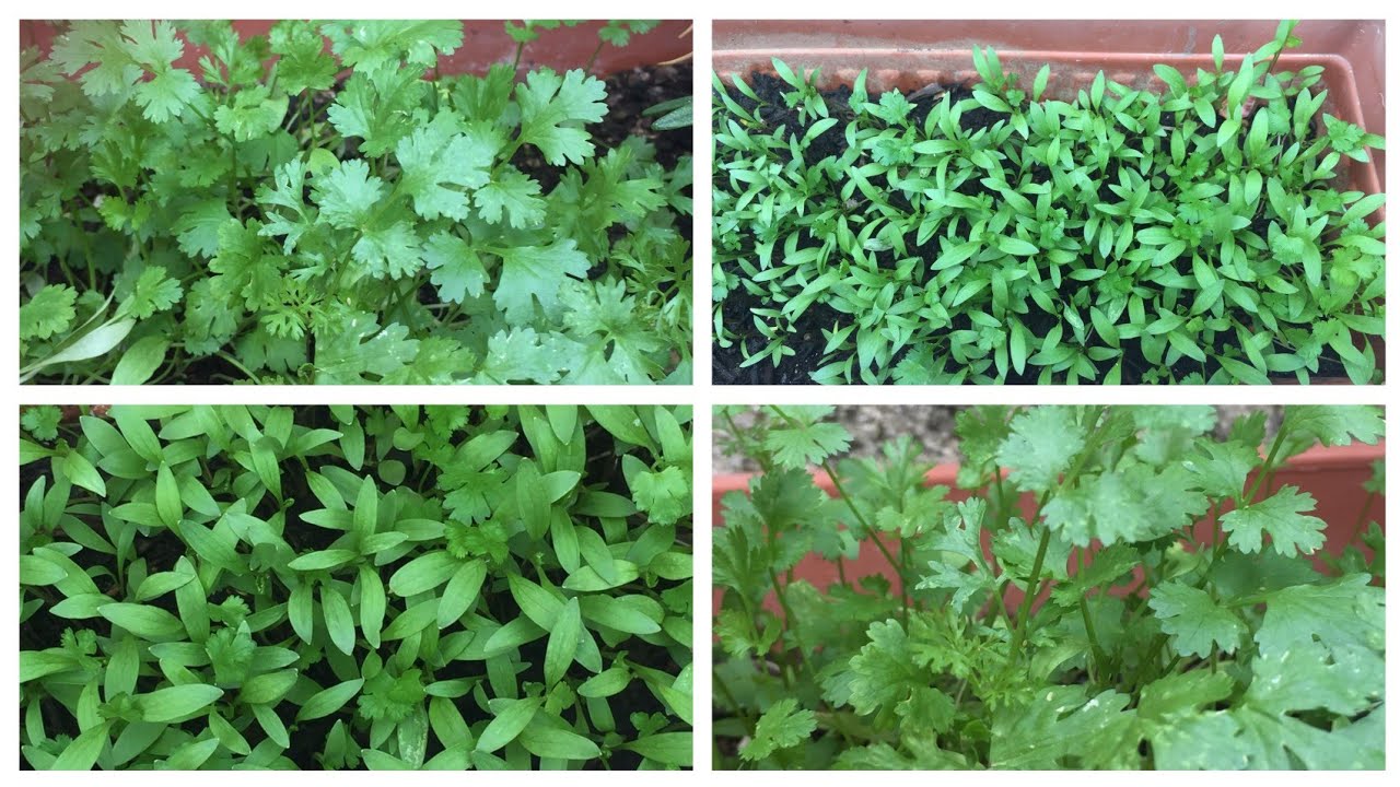 മല്ലിഇല എങ്ങനെ കൃഷി ചെയാം... /how to grow coriander easily at home ...