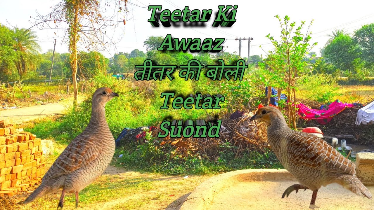 Teetar Ki Awaaz | तीतर की बोली | Teetar Suond Grey Francolin Teetar ...