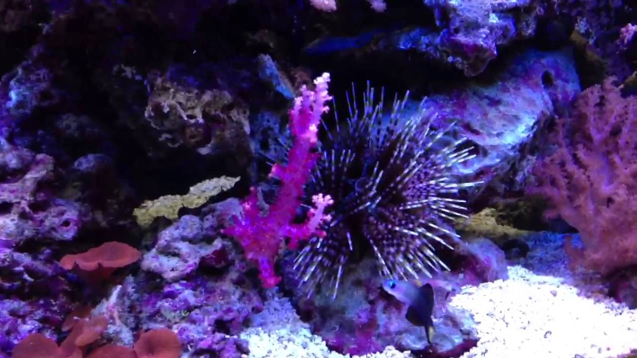 Aqua reef 300 - YouTube