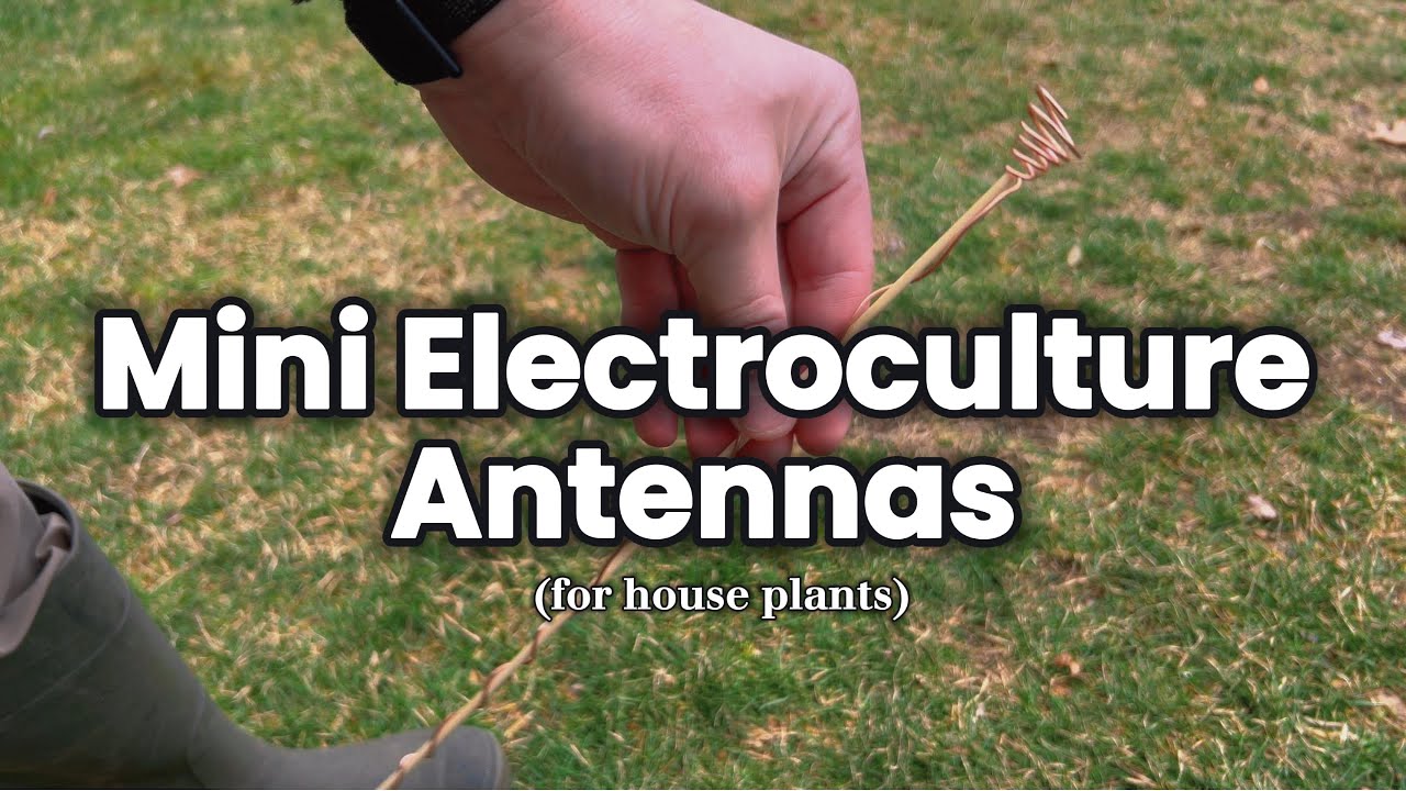 How to Create Mini Electroculture Antennas for Thriving House Plants ...