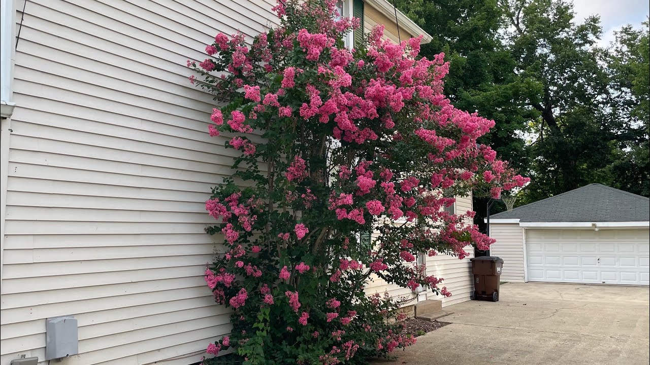 Gorgeous Crepe Myrtle in full bloom - YouTube