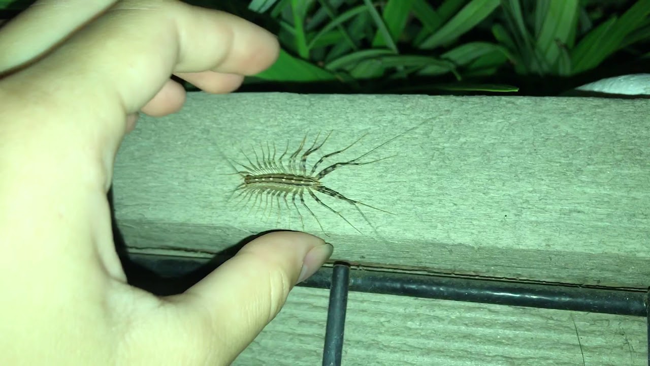 House Centipede Runs Away From Me - YouTube