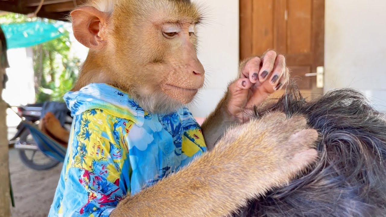 ASMR Monkey Grooming (compilation) Oddly satisfying relaxing meditation ...