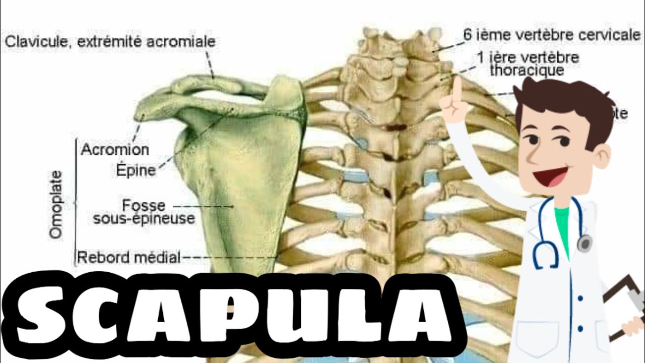COURS D'ANATOMIE :LA SCAPULA (OMOPLATE) - YouTube