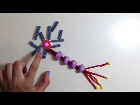 Neuron out of Candy