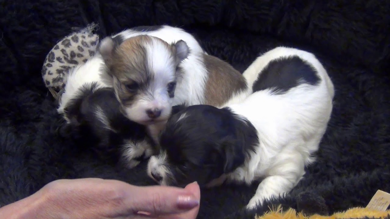 Aladdin Havanese Litter - 2 wks - YouTube