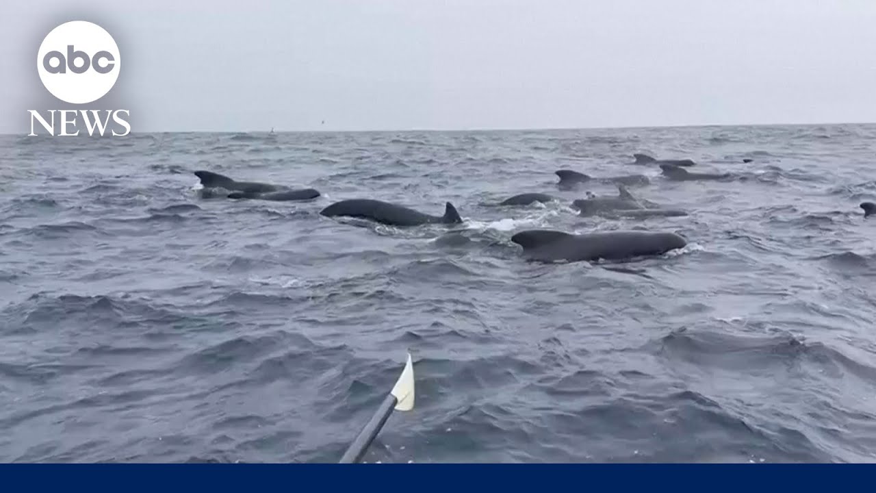 Ocean rower has stunning close encounter with huge pod of whales in the ...
