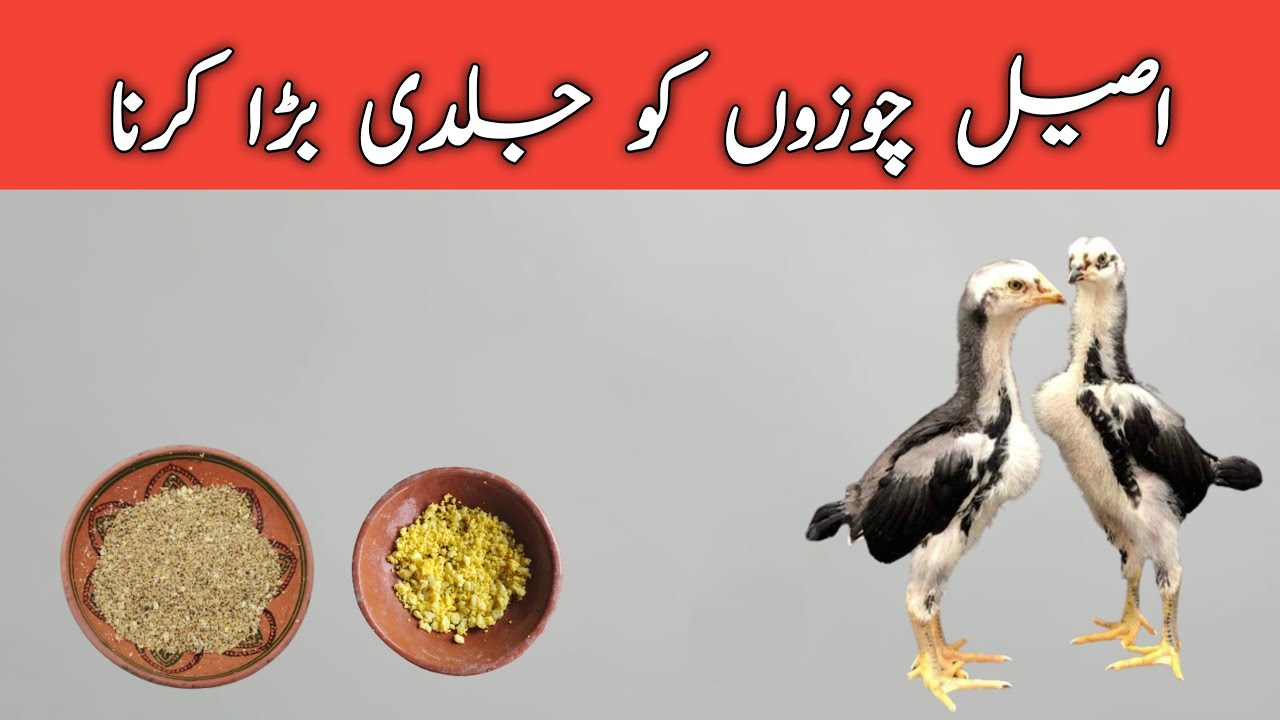 Aseel chozon ko jaldi bada karna || Fast grow tips for aseel chicks # ...