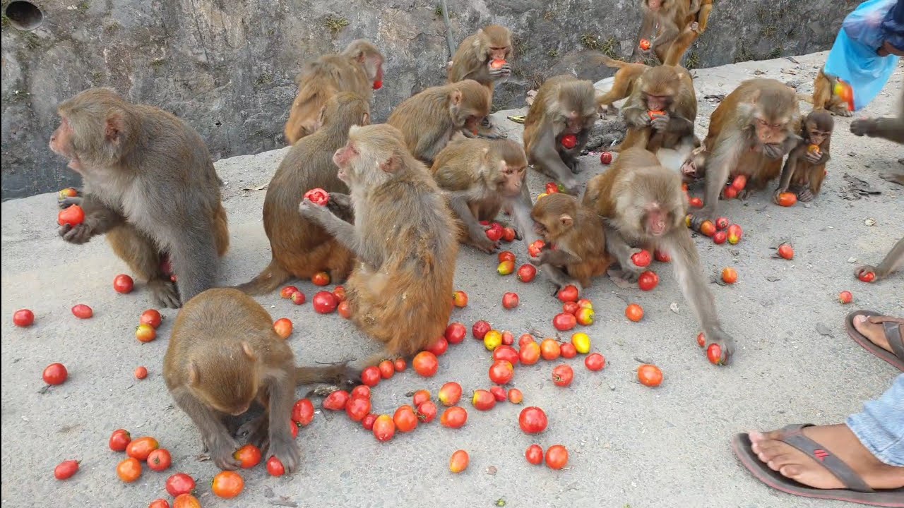 Monkey are happy to get fresh tomatoes || feeding tomatos - YouTube