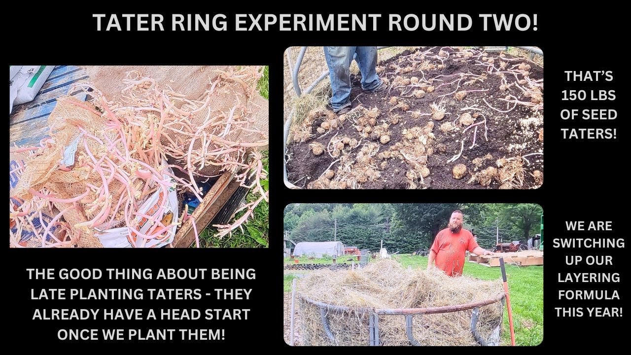 150 LBS of Seed Taters = TATER RING EXPERIMENT ROUND TWO! - YouTube
