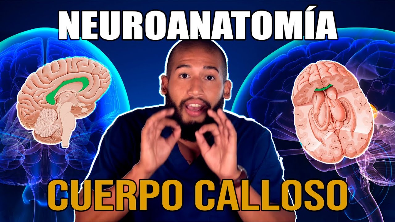 NEUROANATOMÍA - Cuerpo Calloso (Caras, Bordes, Configuración Interna ...