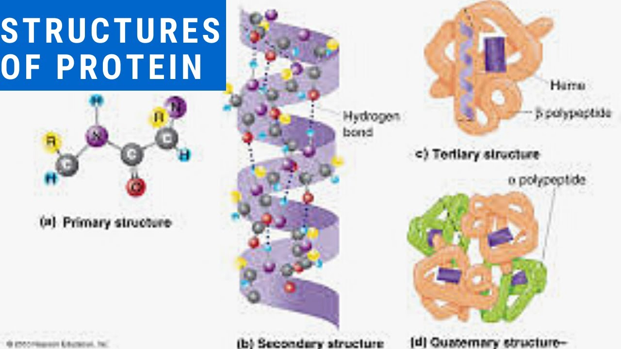 STRUCTURES OF PROTEINS || INSULIN STRUCTURE || - YouTube