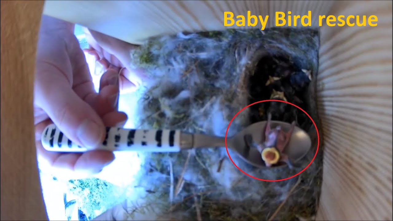 Rescue of a baby bird - YouTube