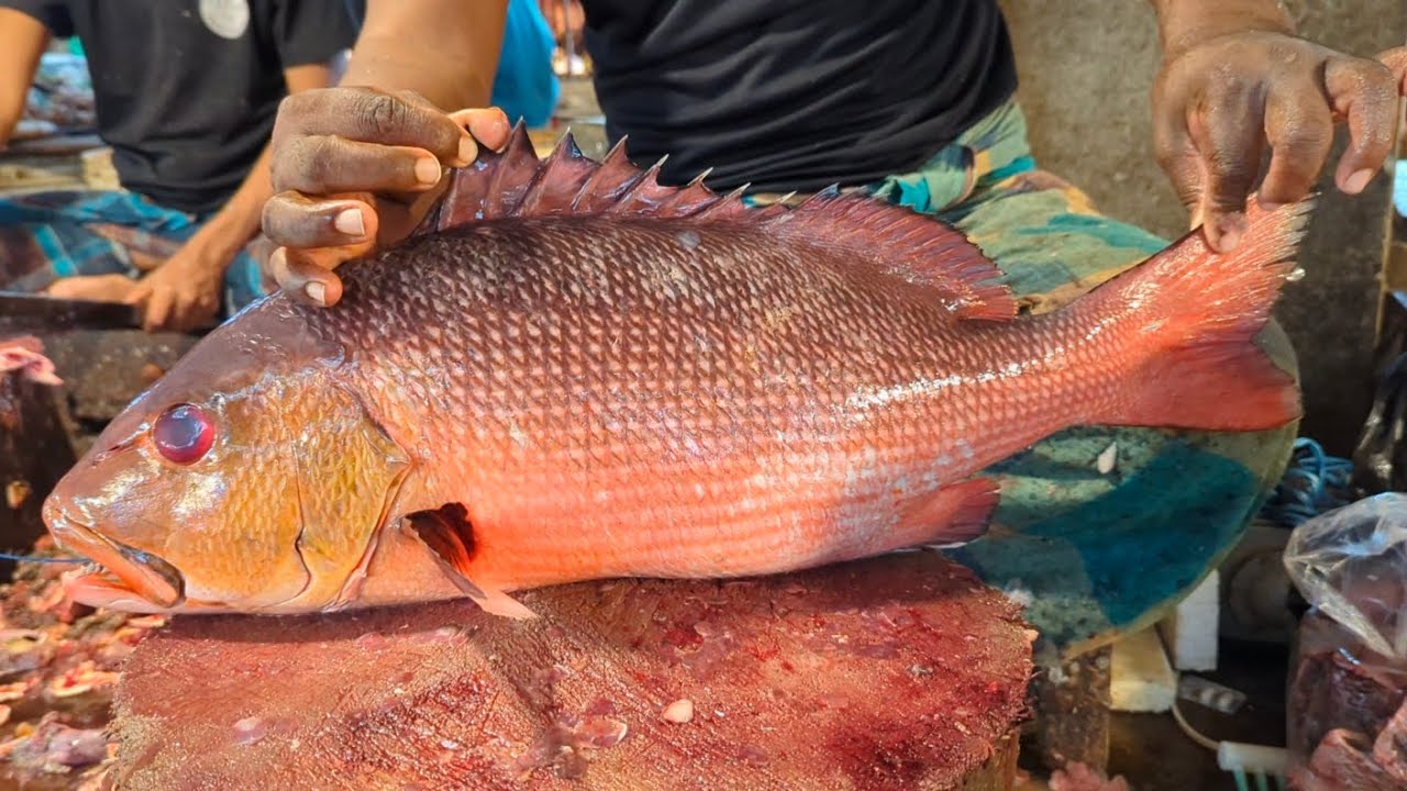 Incredible Big Red Snapper Fish Cutting By Expert Fish Cutter | Fish ...