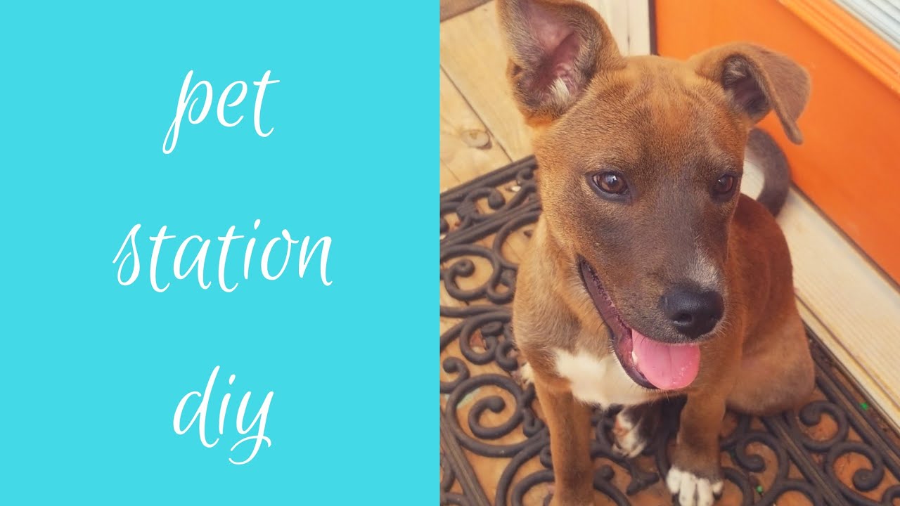 HOW TO MAKE A DIY PET STATION!ORGANIZE YOUR PETS THINGS - YouTube