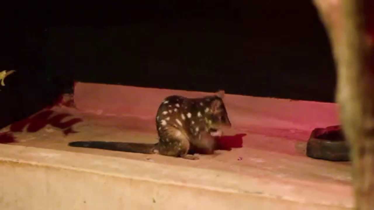 A chuditch eats, washes its paws and leaves - YouTube