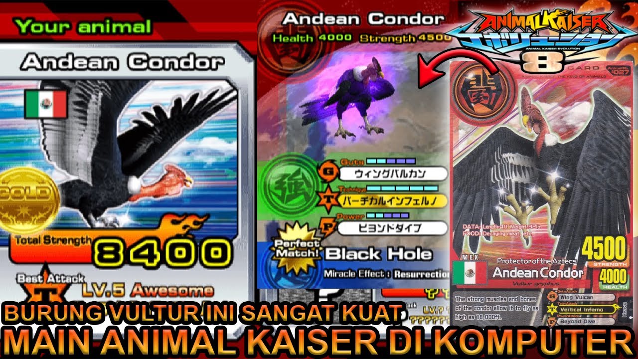 BURUNG DENGAN OTOT KUAT ANDEAN CONDOR ANIMAL KAISER DI KOMPUTER !!! - ANIMAL KAISER EVOLUTION PC ...