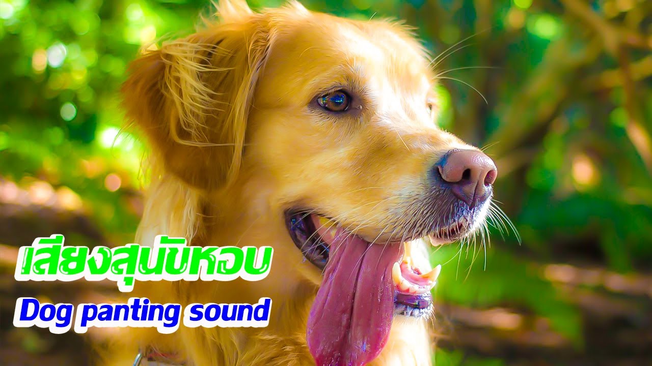 Dog panting sound | เสียงหมาหอบ - YouTube