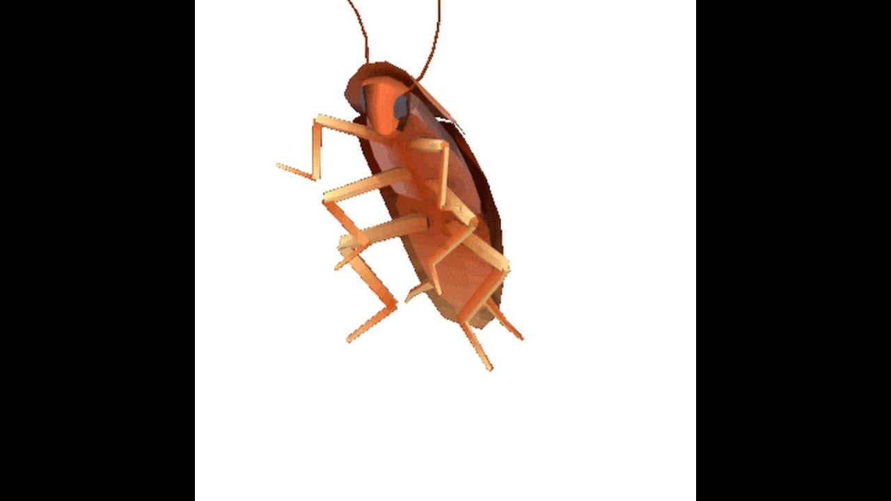 It's just a cockroach with maracas - YouTube