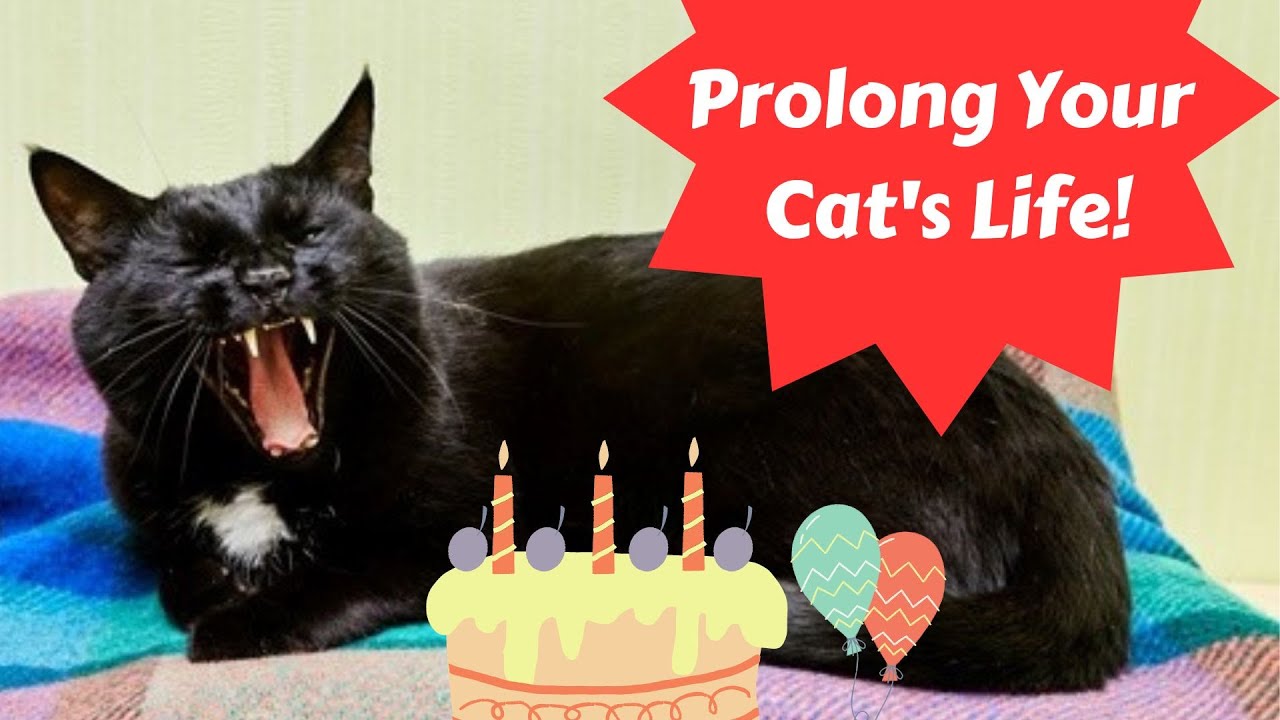 5 Hidden Secrets To Keeping Your Cat Alive Longer - YouTube
