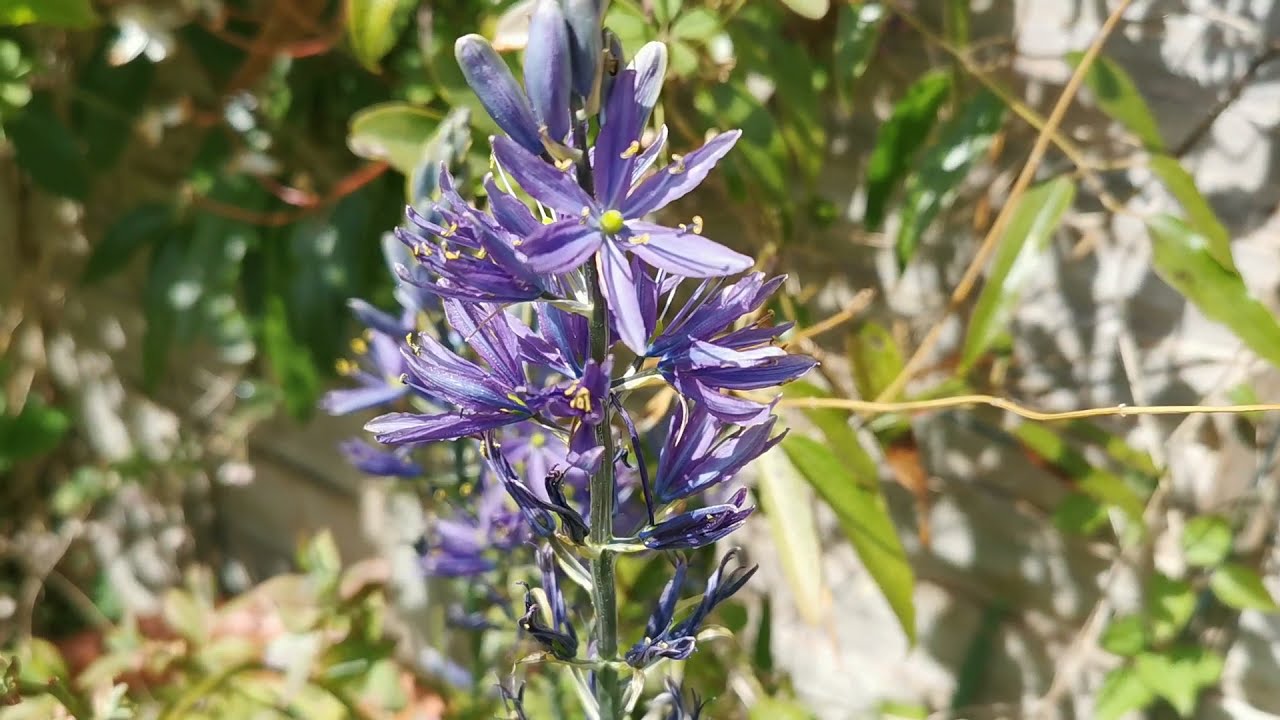 Camassia leichtlinii care & cultivation of the Great Camas, loved by ...