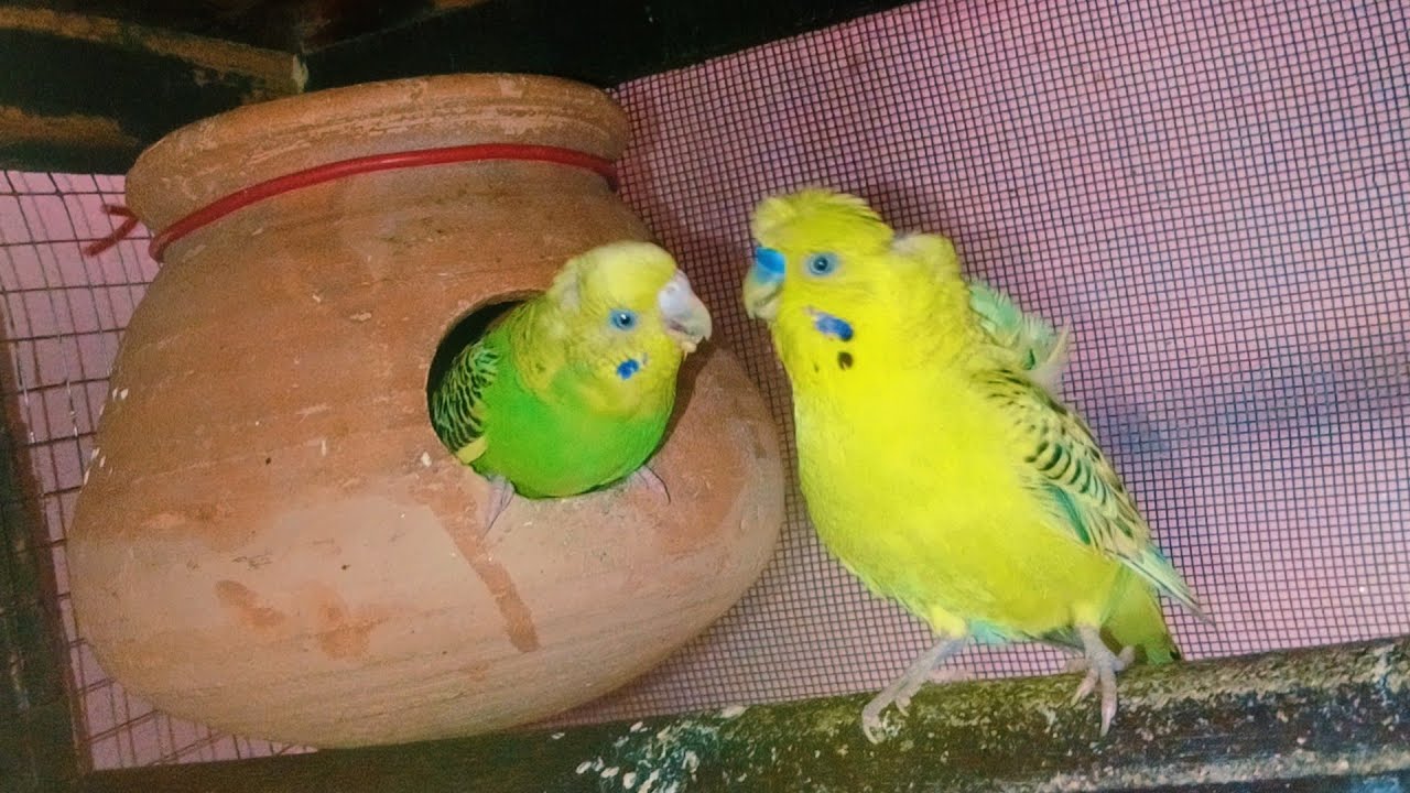 Most Beautiful Cute Budgies | Cutest Budgie Chirping Sounds | Parakeets ...