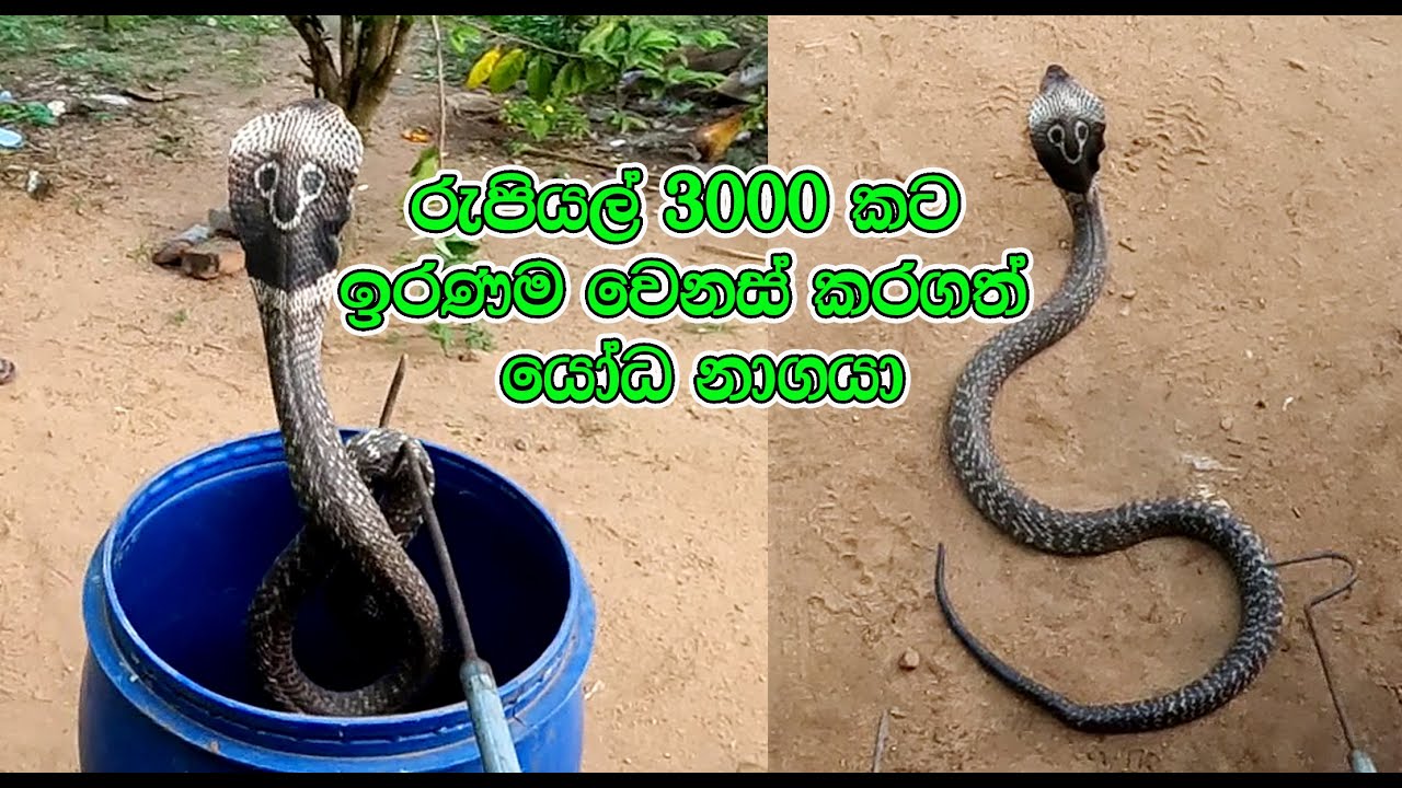 The cobra whose fate changed for three thousand rupees - YouTube