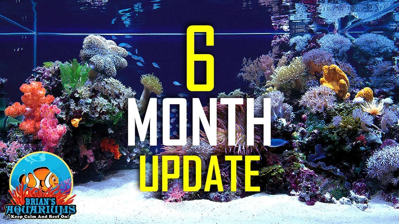 6th Month Update - 85 Gallon Triton Tank - YouTube
