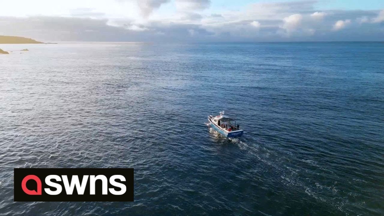 Drone footage shows bluefin tuna school feeding frenzy off the coast of ...
