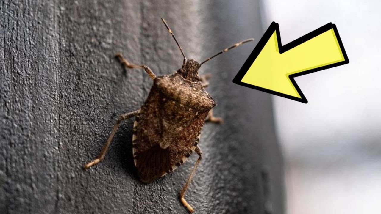 If You See This Bug, Follow These Steps as soon as possible! - YouTube