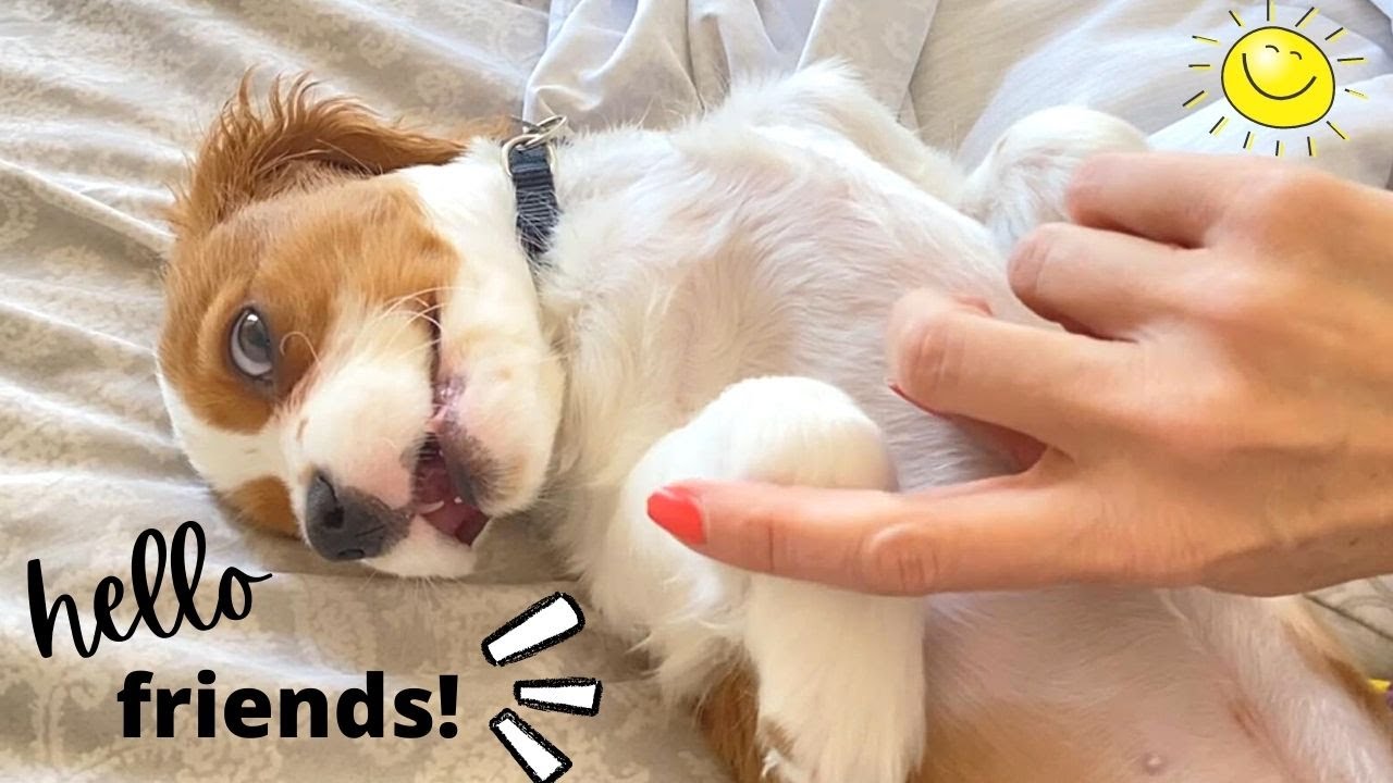 Are Cavapoo Puppies Lazy