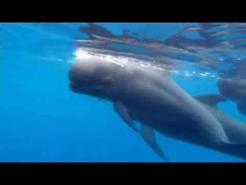 Dolphins and whales in the Mediterranean: Calahonda, Spain - YouTube